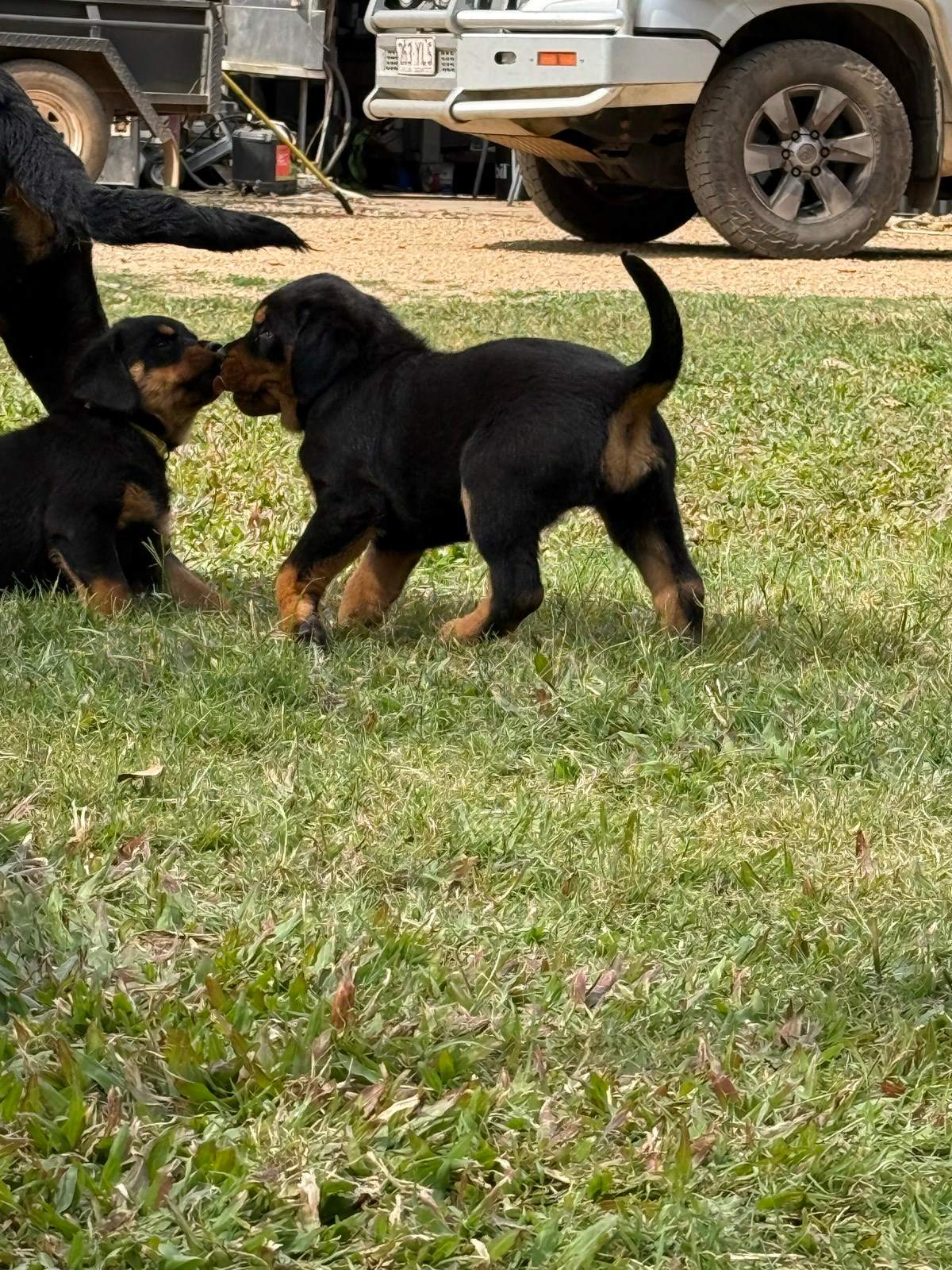 Pure Rottweiler Puppy | Dogs & Puppies | Gumtree Australia Tablelands ...