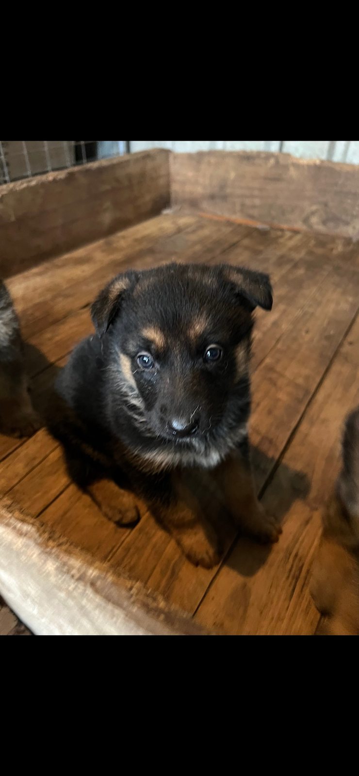 German shepherd puppy | Dogs & Puppies | Gumtree Australia Wyong Area ...