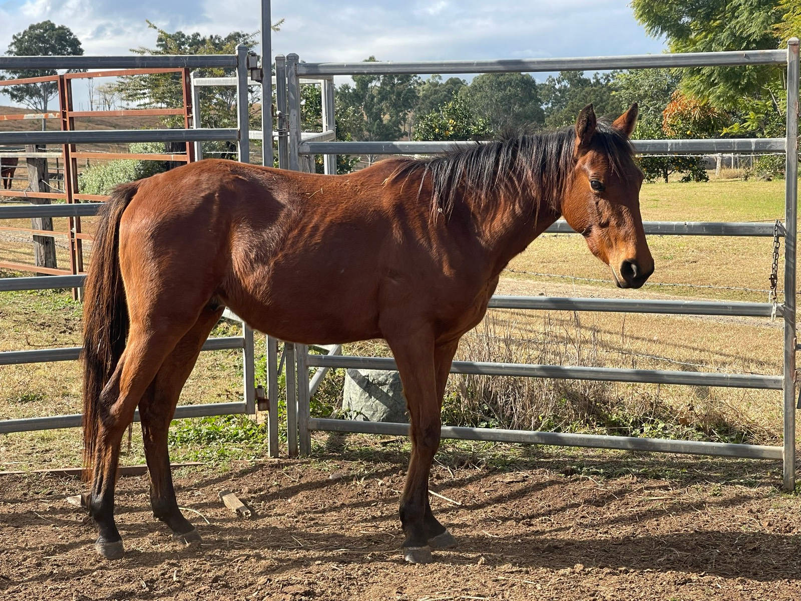 Dual Registration Eligible colts | Horses & Ponies | Gumtree Australia ...