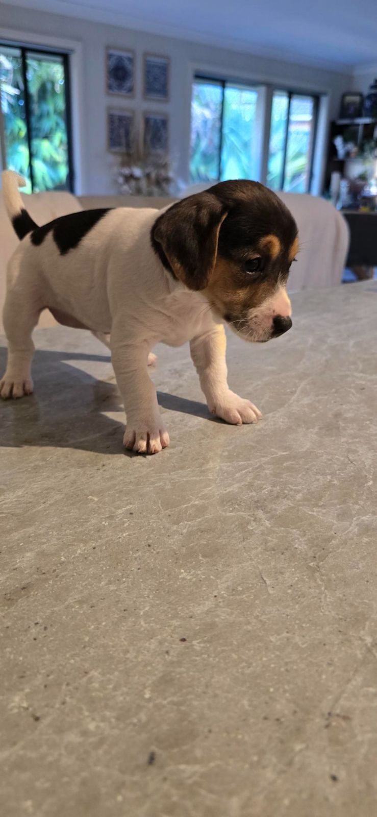 Mini Foxy X Mini Jack russel X Relisted as sale fell through | Dogs ...