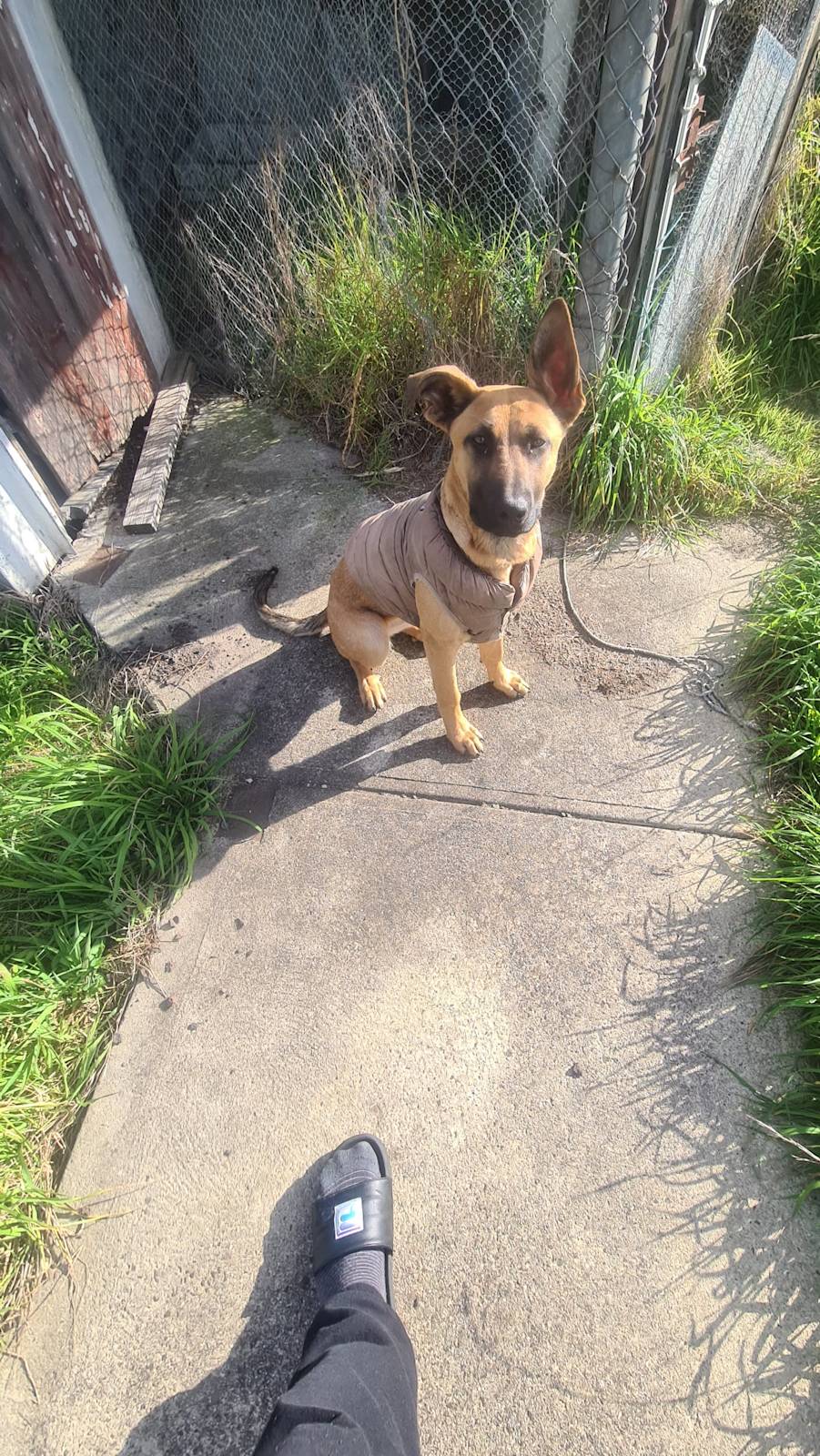 German Shepherd x Rhodesian Ridgeback Puppy | Dogs & Puppies | Gumtree ...