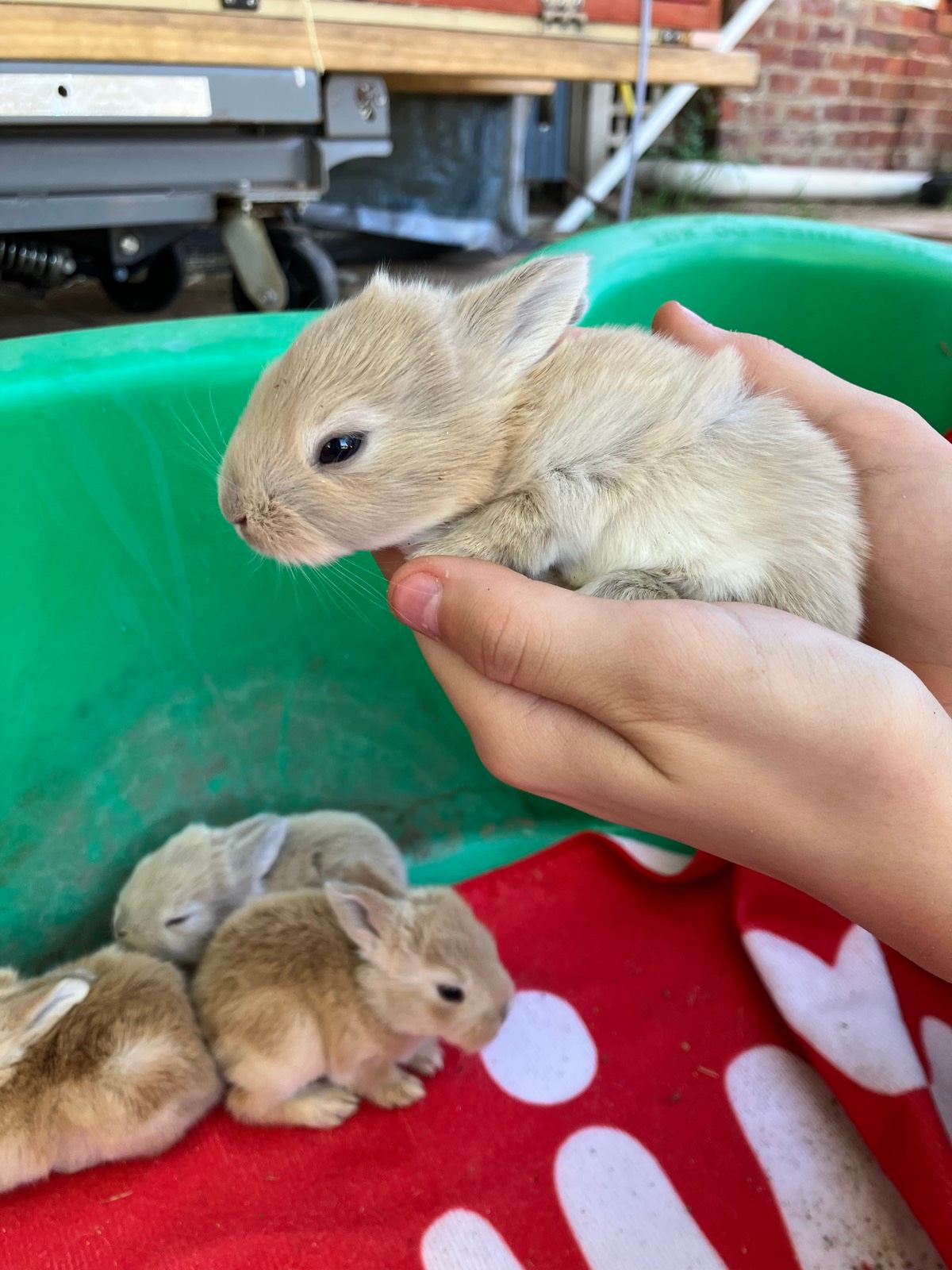 Baby rabbits x 8 available in time for Christmas! | Rabbits | Gumtree ...