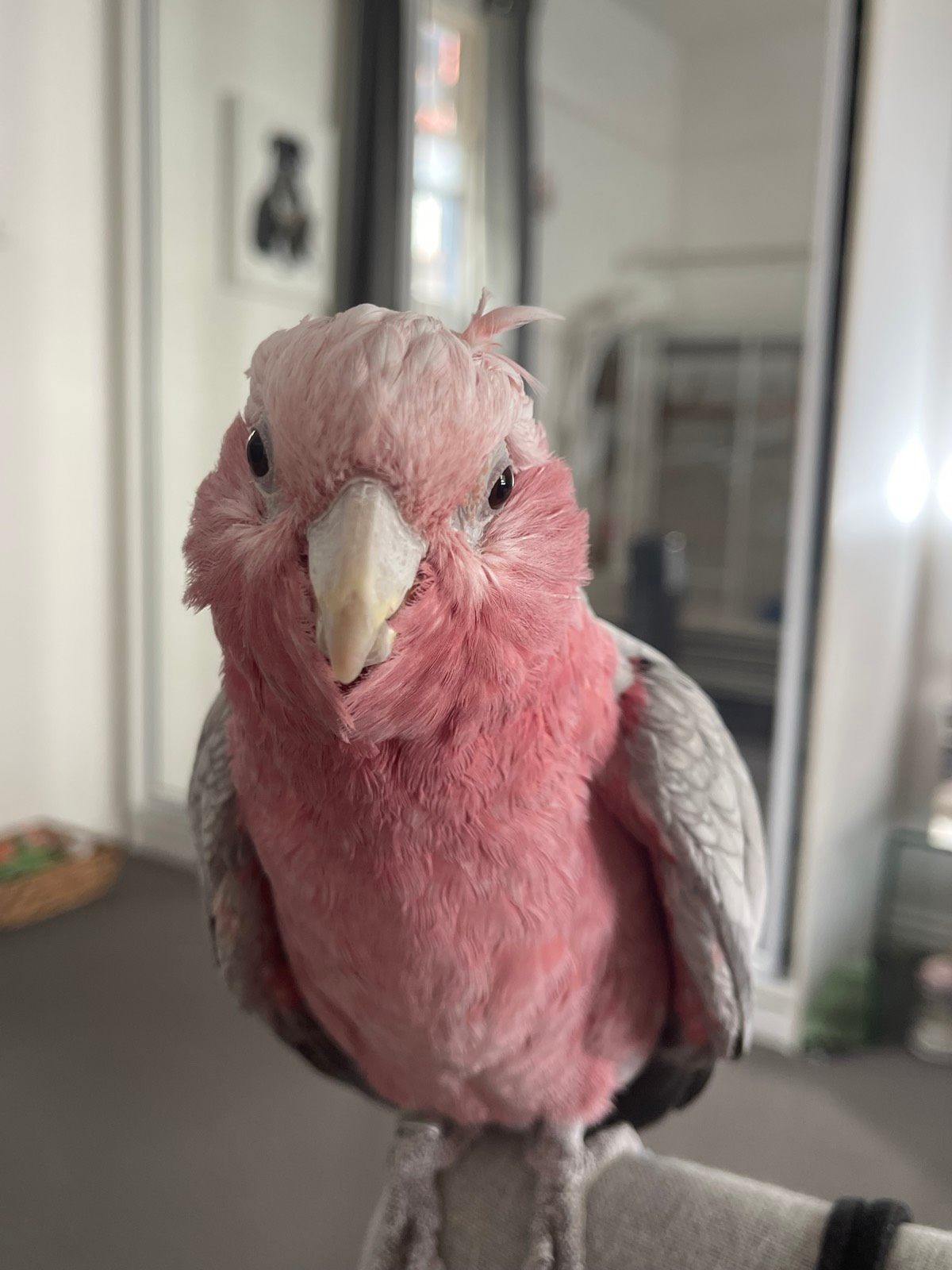 Tame galah and cage | Birds | Gumtree Australia Brisbane North East ...