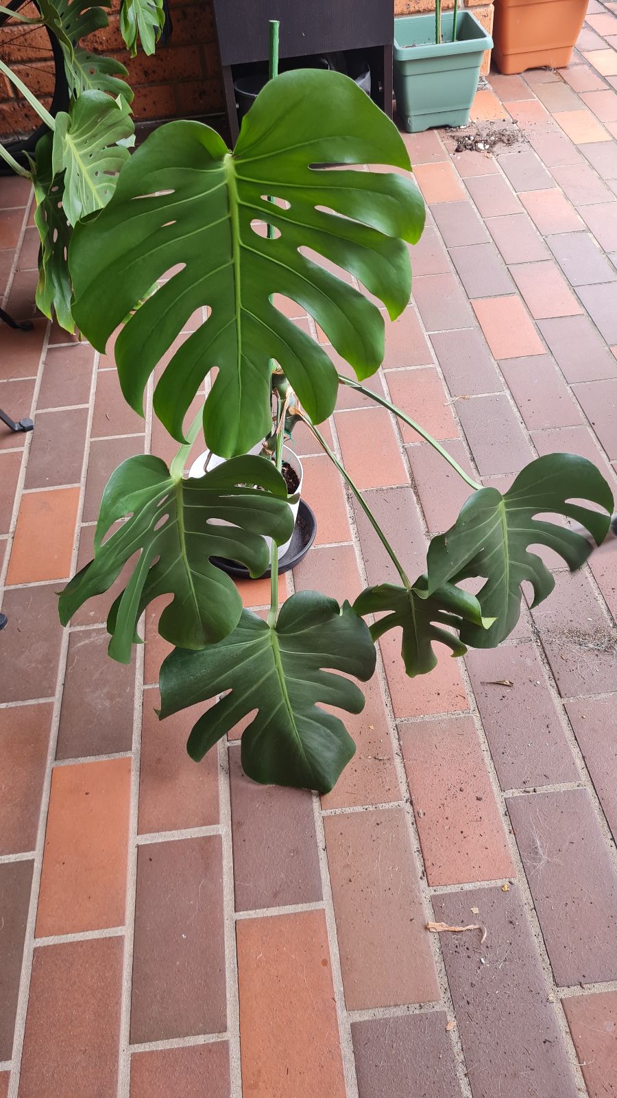monstera plant - Plants in Eastwood NSW | Gumtree Australia