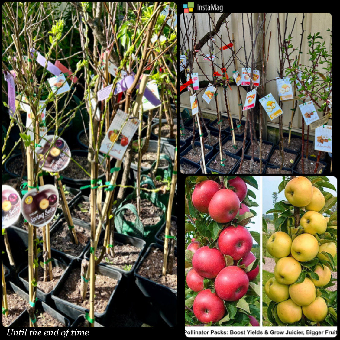 Backyard Nursery South lake - Plants in South Lake WA | Gumtree Australia