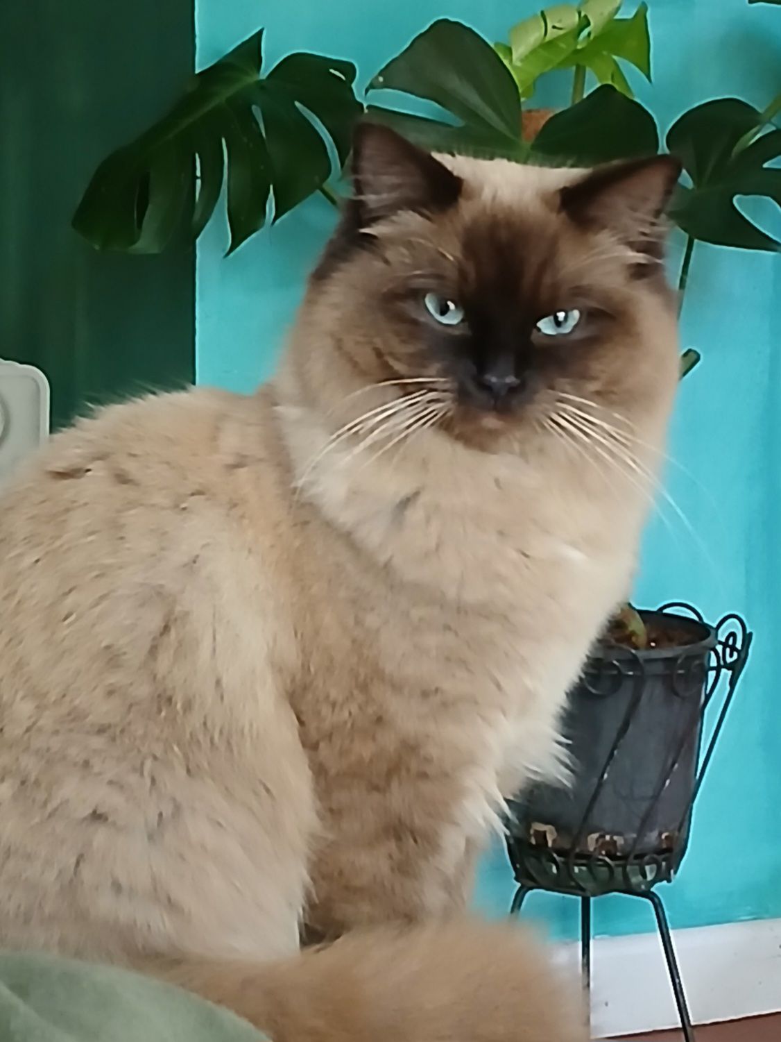 SEAL MINK RAGDOLL FEMALE 1YR OLD | Cats & Kittens | Gumtree Australia ...