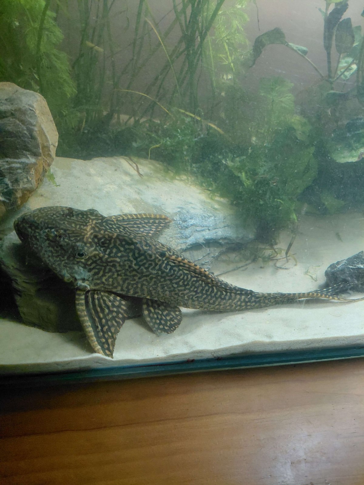 30cm sailfin pleco available to buy or swap | Fish | Gumtree Australia ...