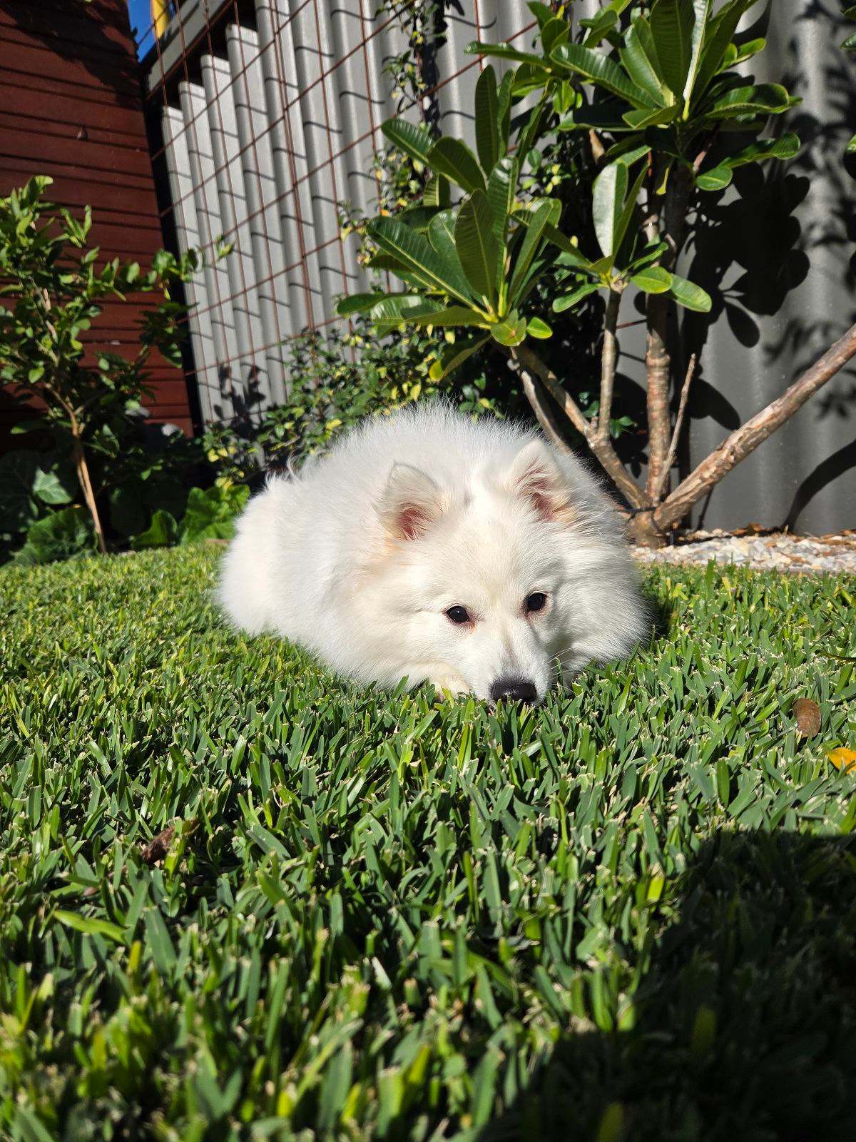 Pure bred Japanese Spitz