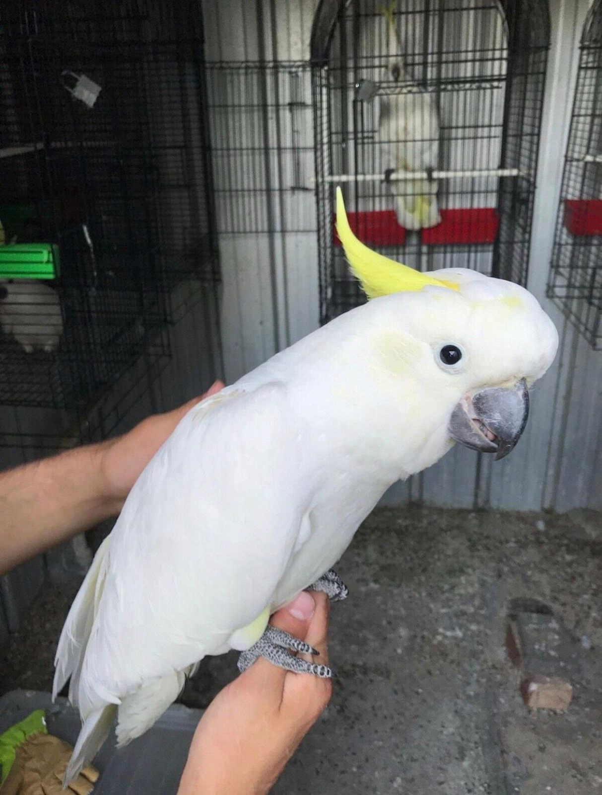 Basic Tamed Baby Young 5 Months Old Cockatoo | Birds | Gumtree ...