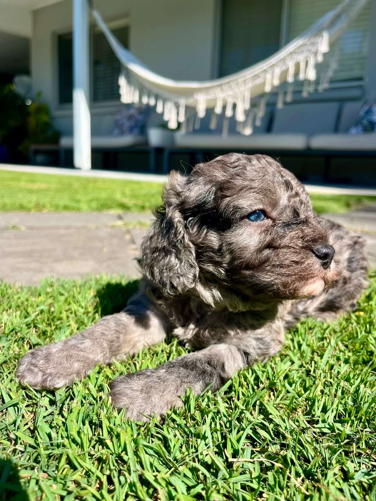 Cavoodle FB1 Puppies | Dogs & Puppies | Gumtree Australia Maroochydore ...