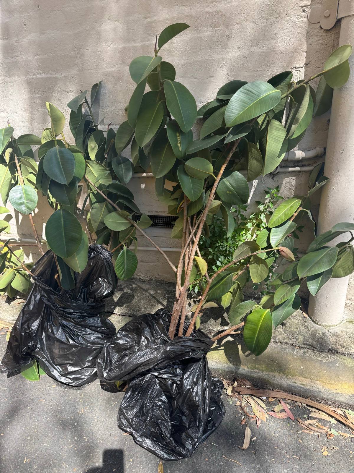 Free rubber trees - Plants in Glebe NSW | Gumtree Australia