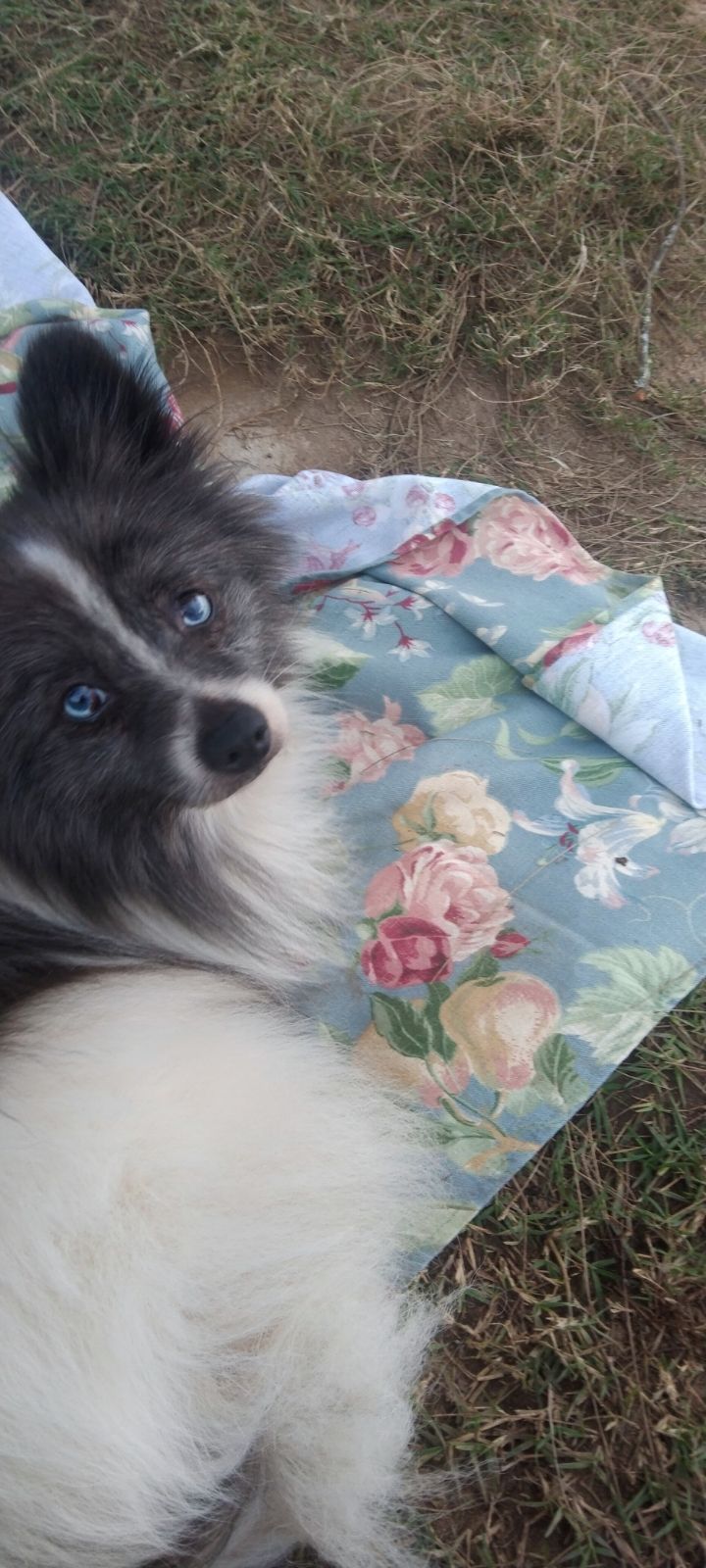 Pomeranian | Dogs & Puppies | Gumtree Australia Penrith Area - Penrith ...