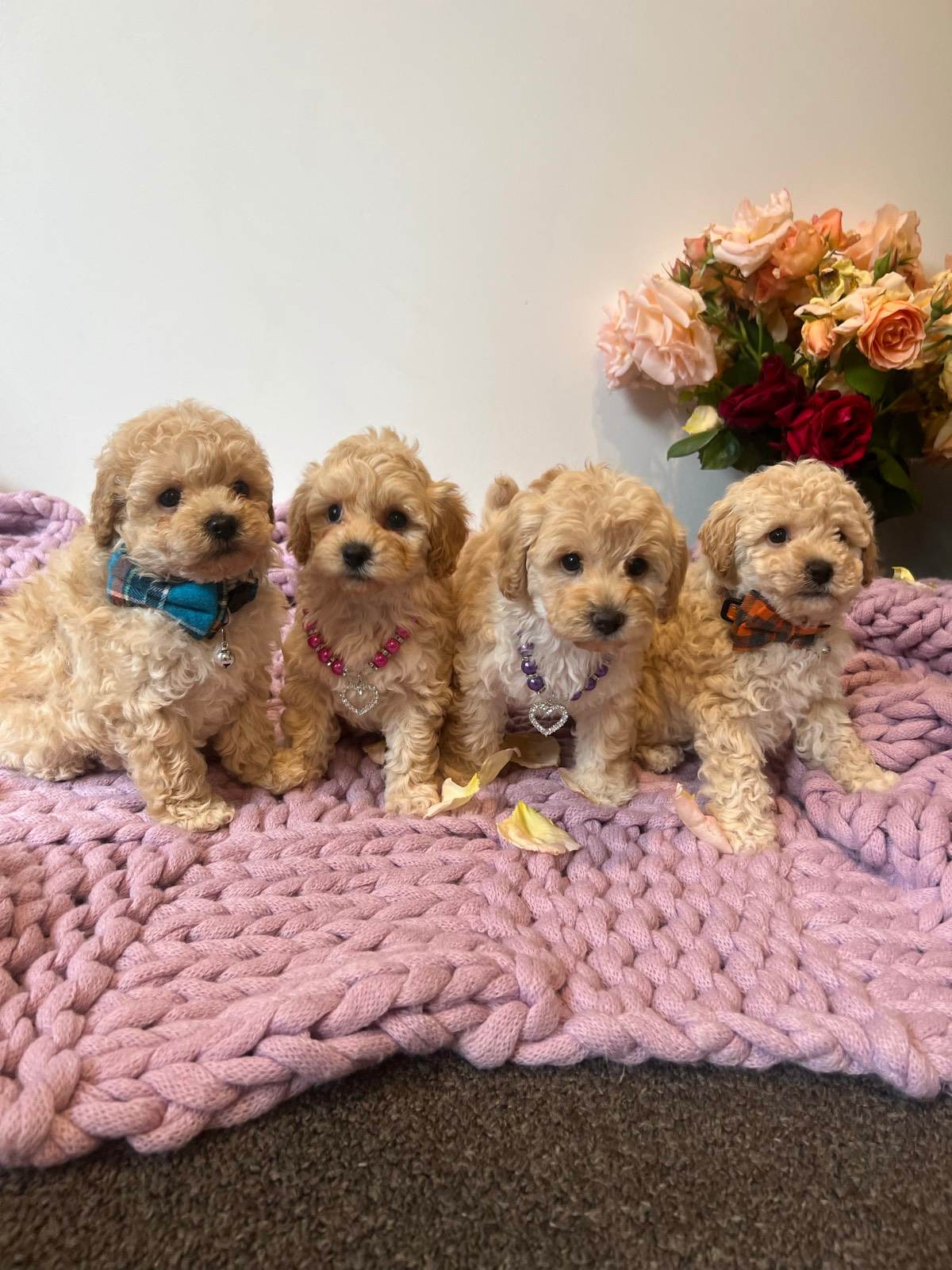 Toy Moodle (Toy Poodle x Maltese) Puppies (Boys & Girls) | Dogs ...