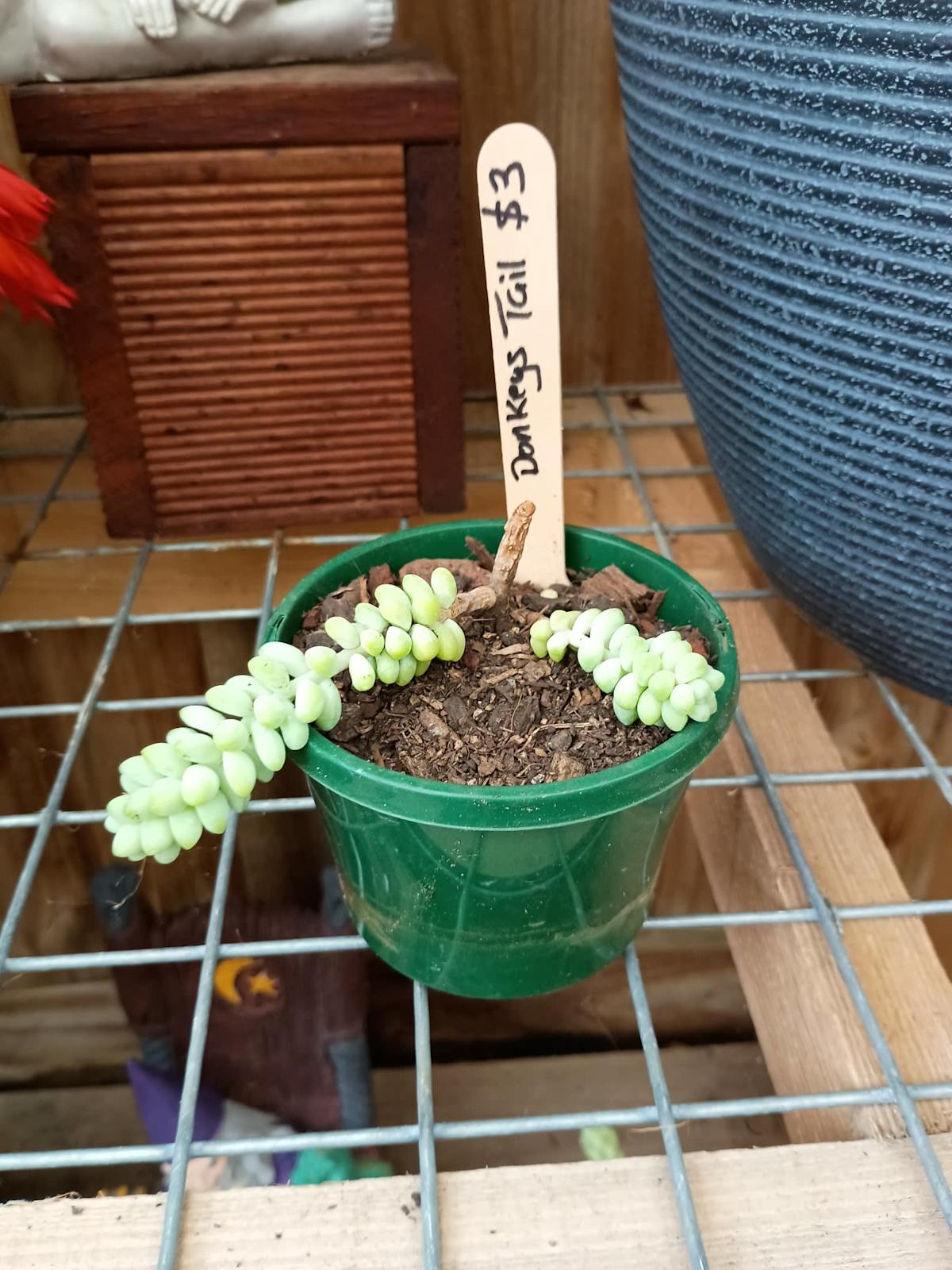Donkeys Tail (Sedum morganianum) Burros Tail, Lambs Tail - Plants in ...