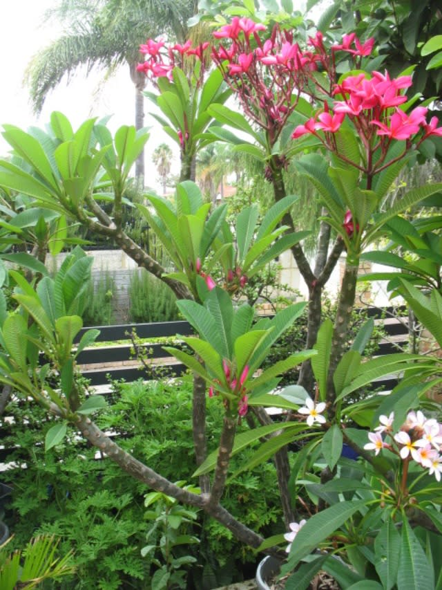 Potted pink, red, white, Darwin sunset and fruit salad frangipani ...