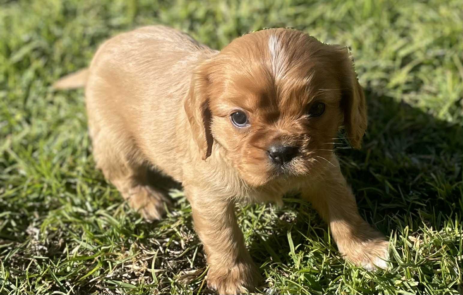 Pure Breed Cavalier King Charles Spaniel Puppies | Dogs & Puppies ...