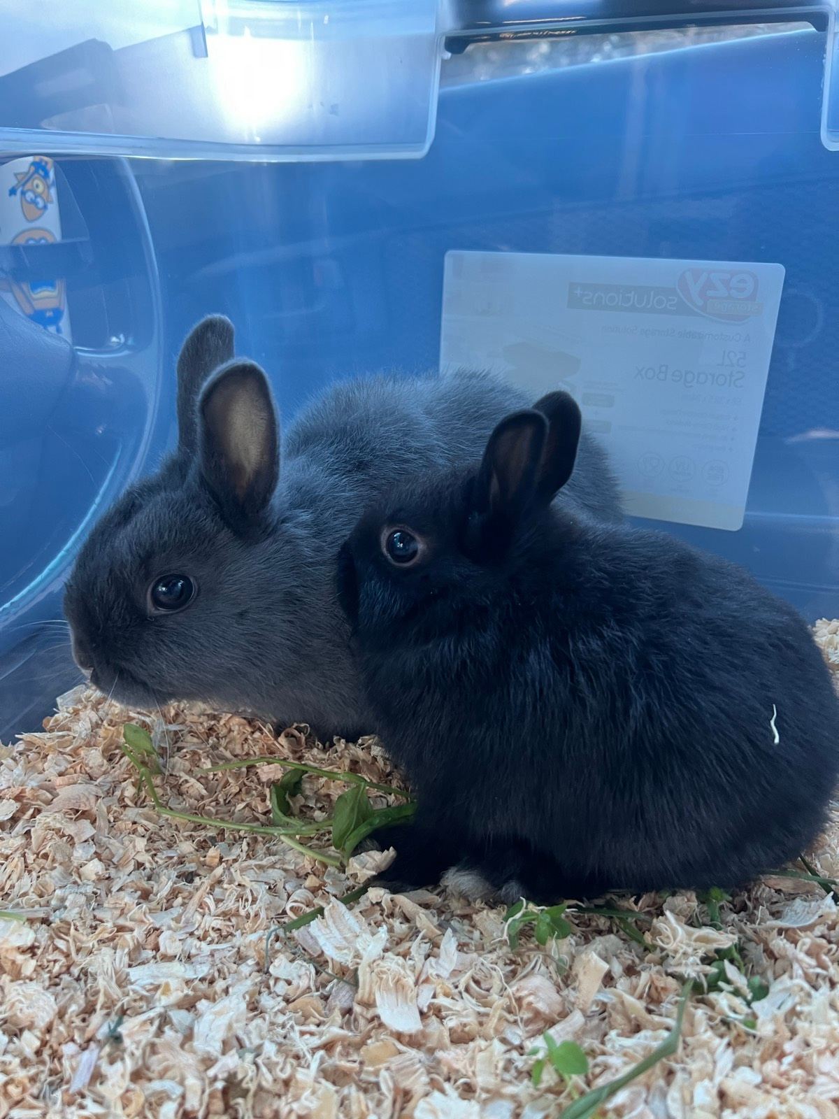 Netherland Dwarf Rabbit Rehoming | Rabbits | Gumtree Australia ...