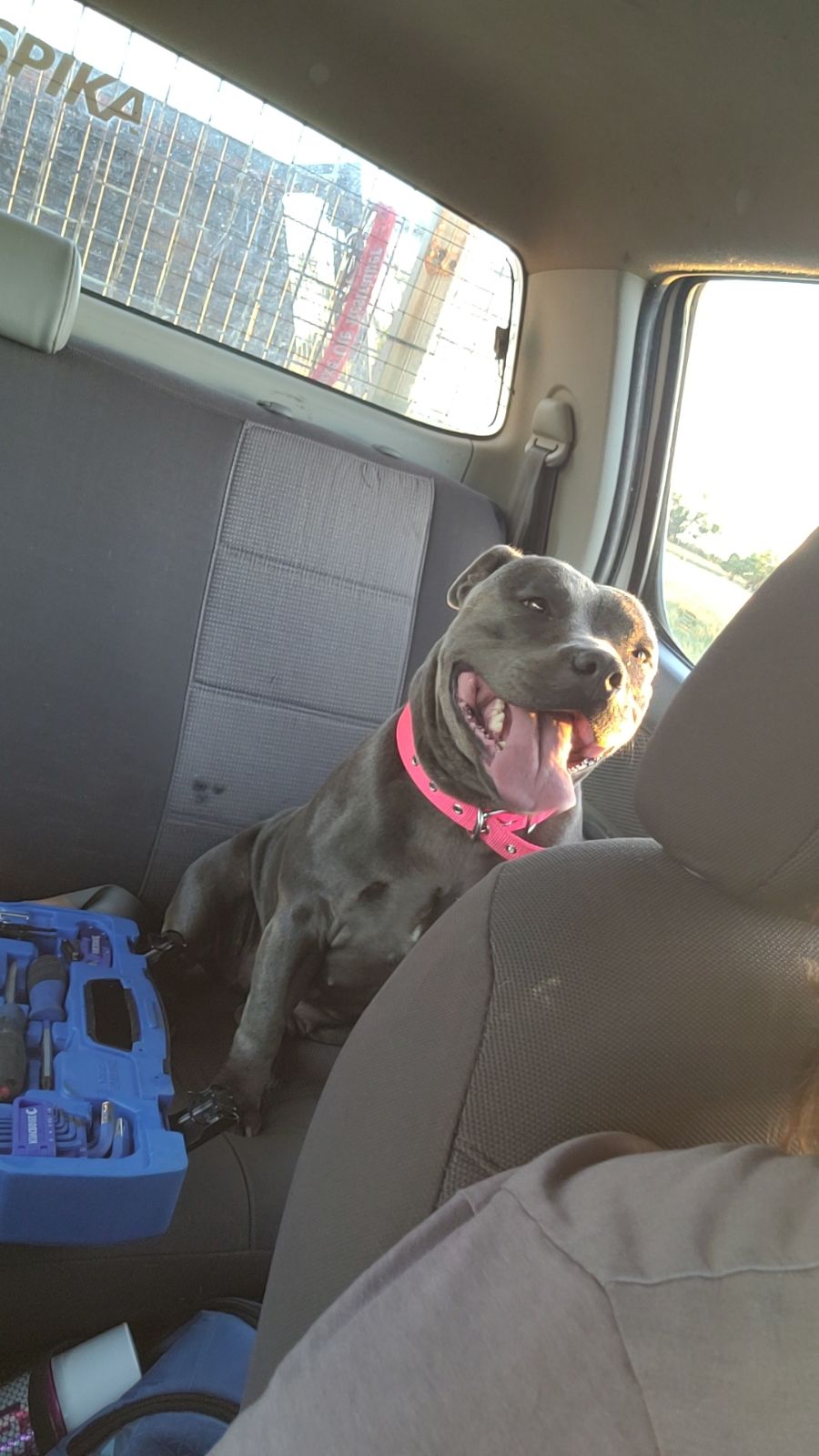 2 Pure Bred Blue English Staffys