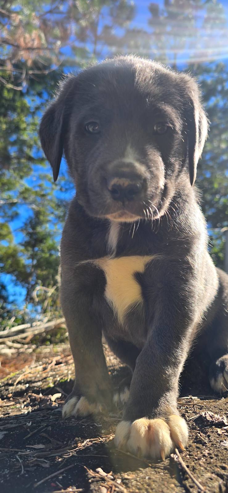 Great Dane cross 2x males pups ready now