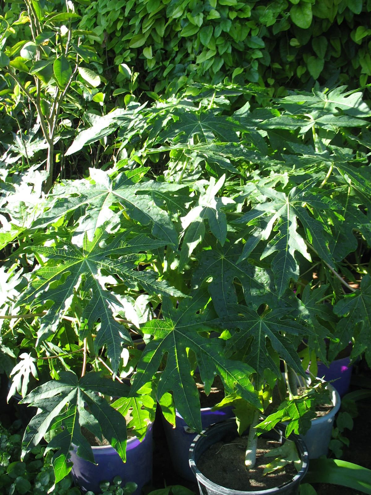 Potted red papaya plants for sale - Plants in Mirrabooka WA | Gumtree ...