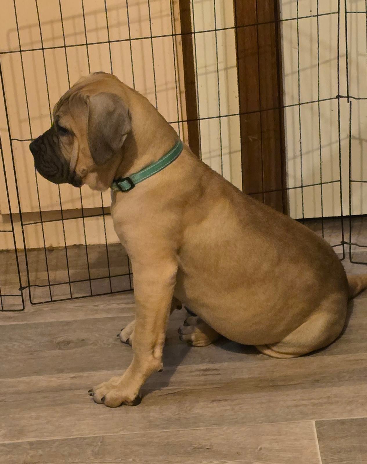 Pure-bred Cane Corso | Dogs & Puppies | Gumtree Australia Prospect Area ...