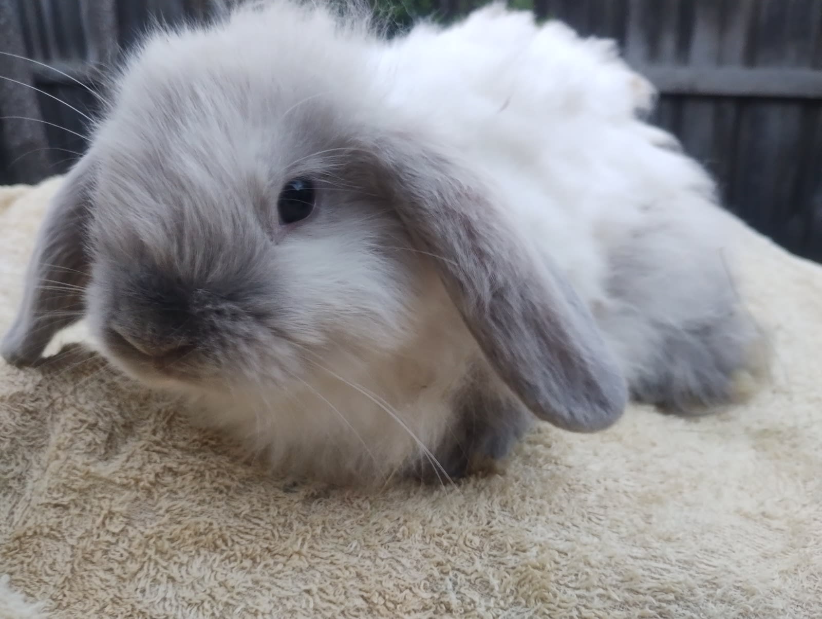 Young Minilop rabbits | Rabbits | Gumtree Australia Casey Area - Narre ...