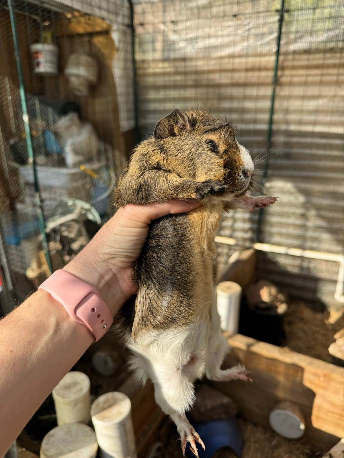 Guinea pigs for sale ascot vale | Other Pets | Gumtree Australia Moonee ...