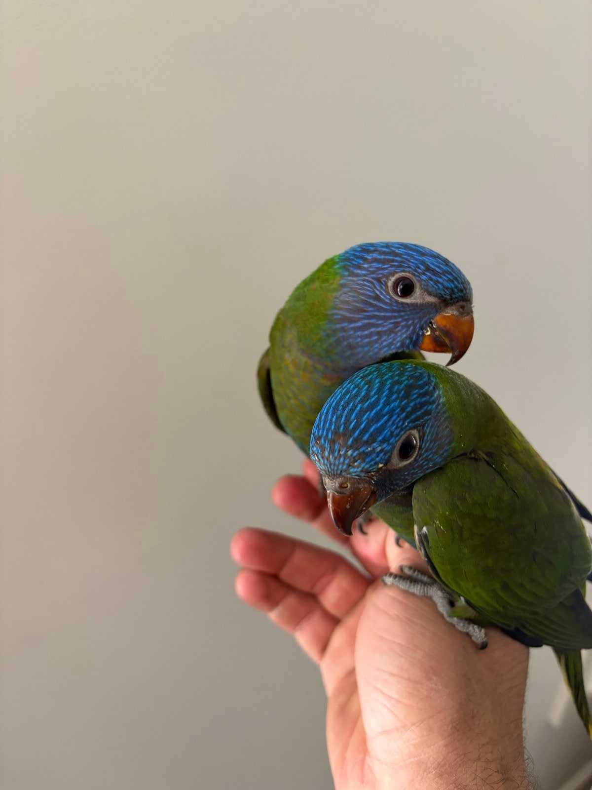 Lorikeet tamed babies | Birds | Gumtree Australia Hume Area - Mickleham ...