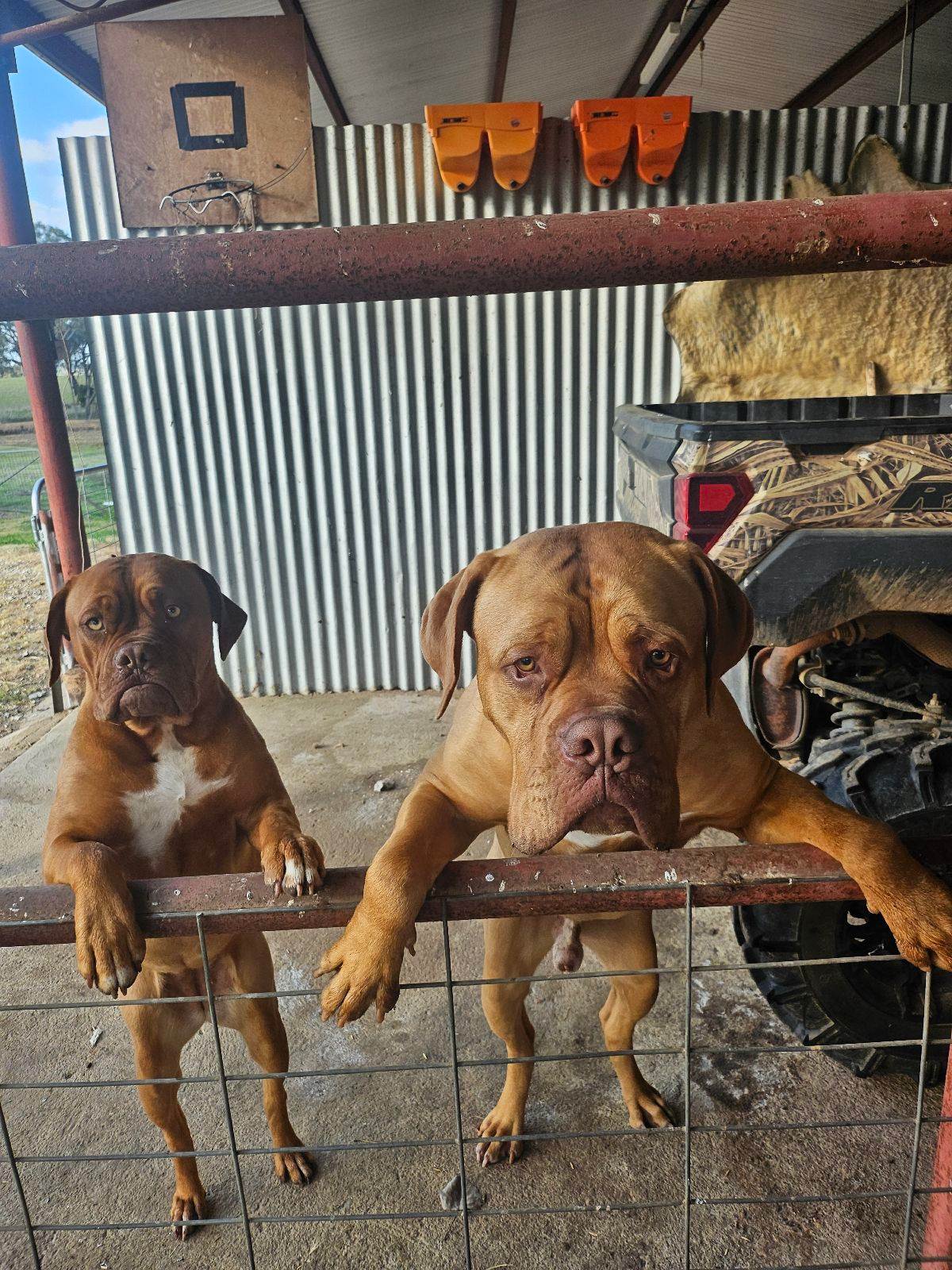 2 x Douge de bordeaux | Dogs & Puppies | Gumtree Australia Cabonne Area ...
