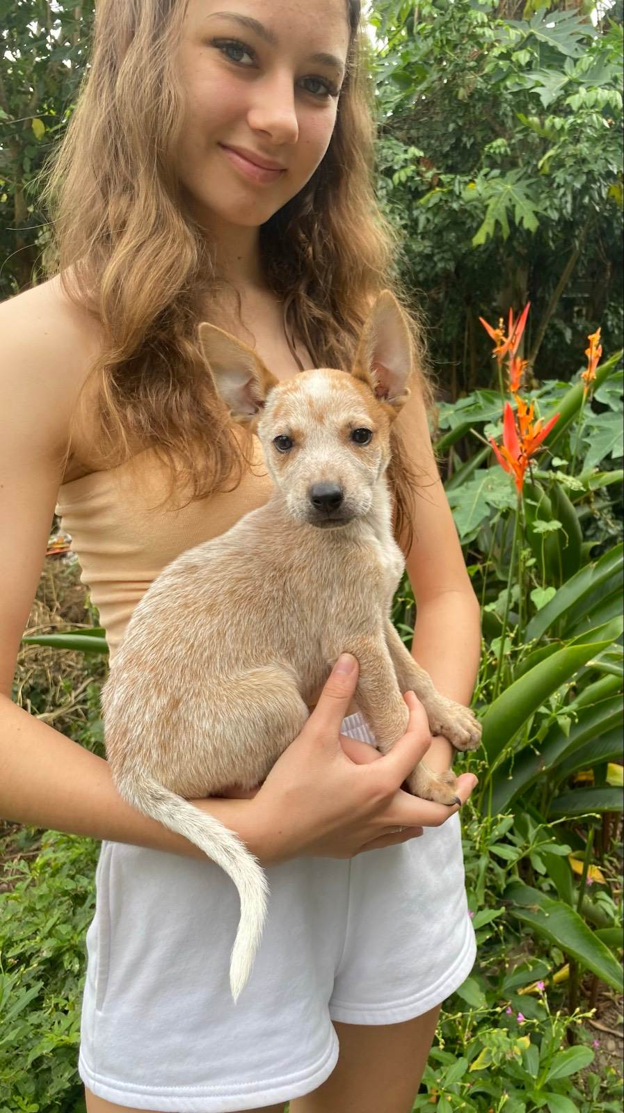 Purebred Cattle Dog, Red Healer male puppy