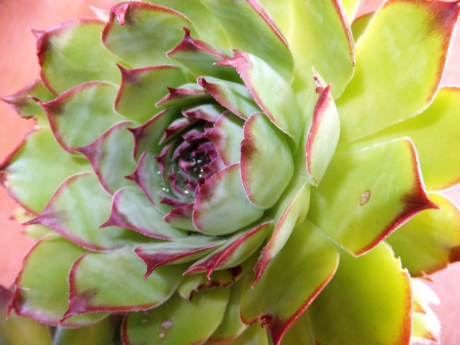 Sempervivum succulents in 14cm pots - Plants in Bundoora VIC | Gumtree ...