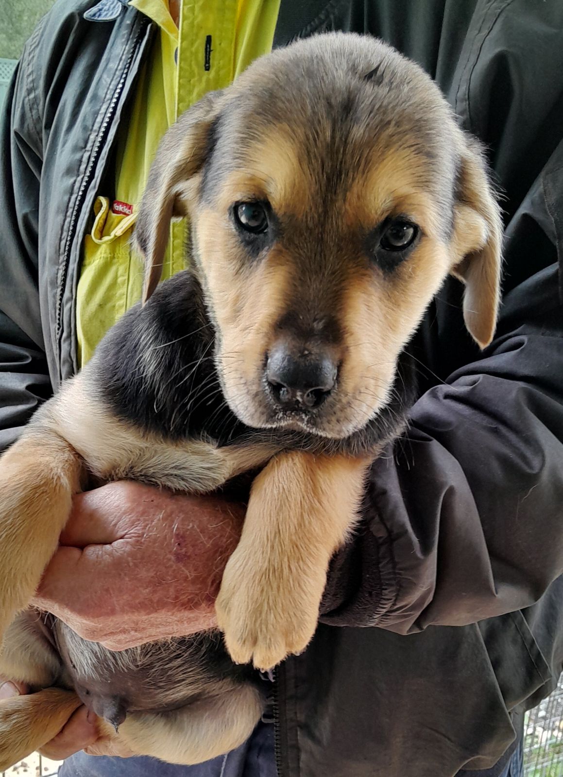 Beautiful Golden Retriever x Kelpie Huntaway puppies | Dogs & Puppies ...