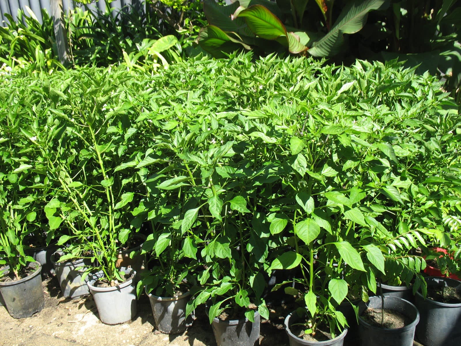 Potted bird-eye and Thai chilli for sale - Plants in Mirrabooka WA ...