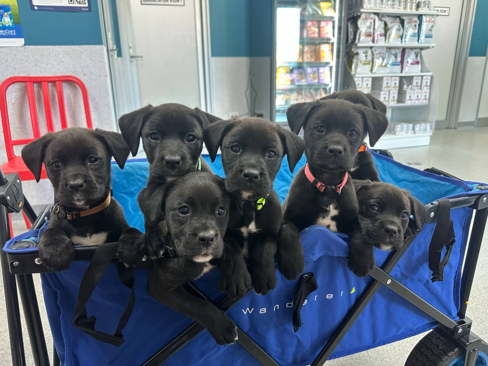 Boxador Puppies | Dogs & Puppies | Gumtree Australia Penrith Area ...