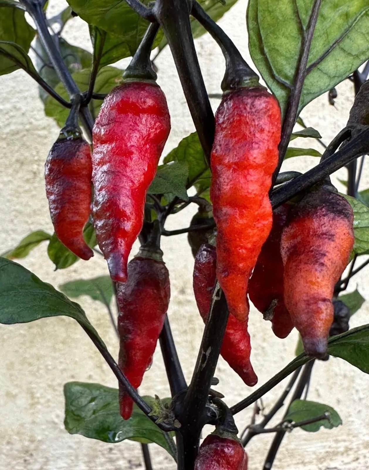 Chilli Seeds - Plants in Edens Landing QLD | Gumtree Australia