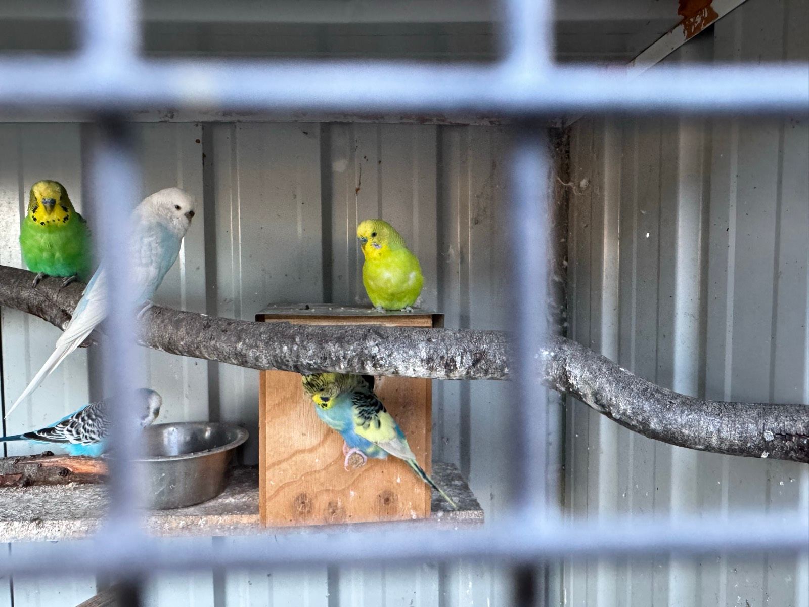 Budgies and gouldian finch birds | Birds | Gumtree Australia Geelong ...