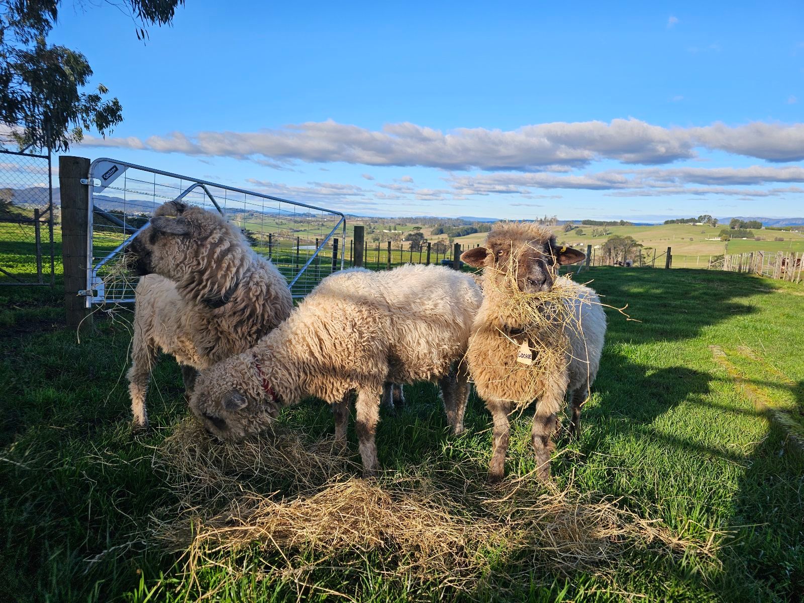 F1 Valais Blacknose Sheep | Livestock | Gumtree Australia Kentish Area ...