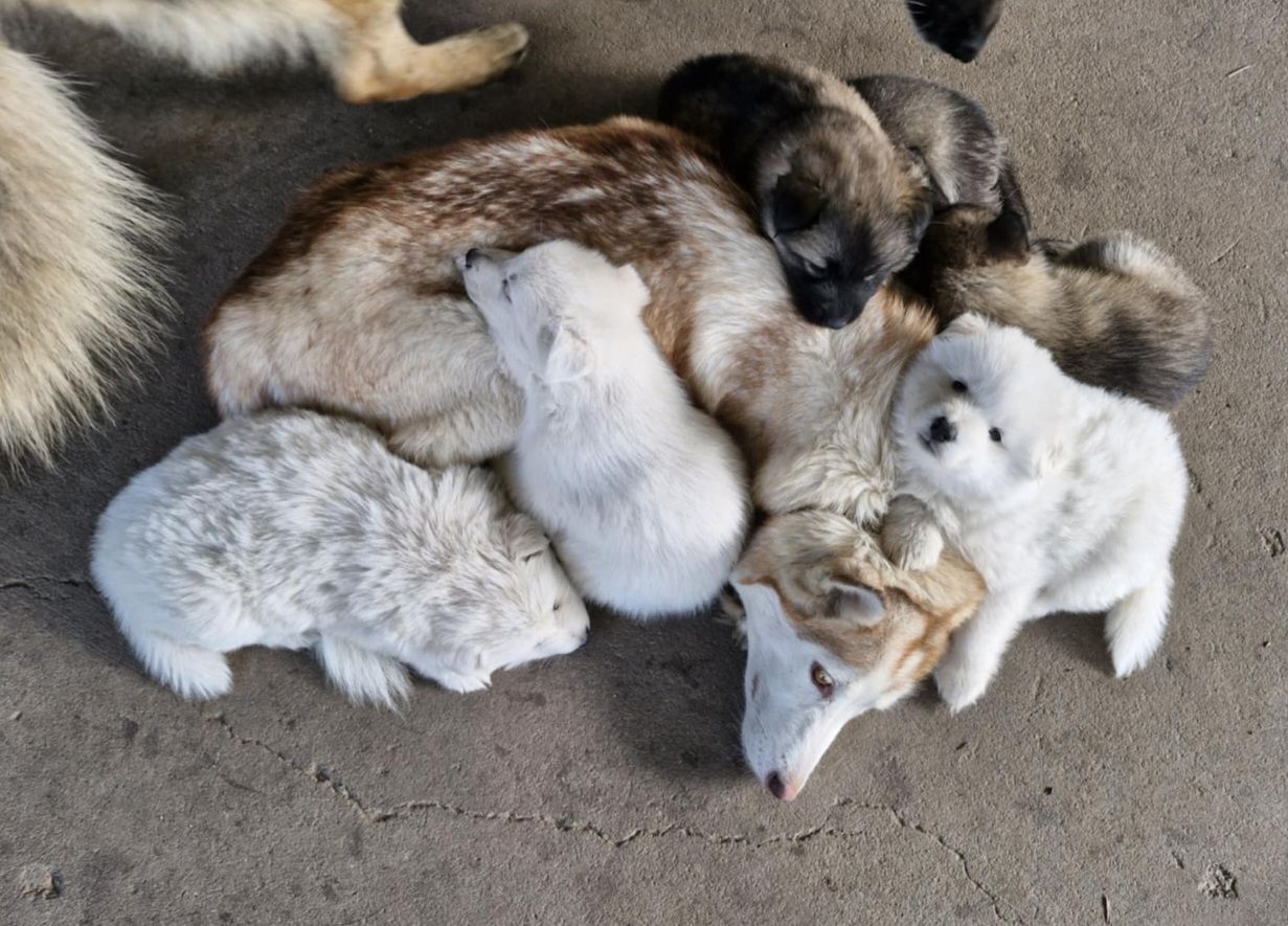 Alaskan Shepsky Puppies | Dogs & Puppies | Gumtree Australia Caboolture ...