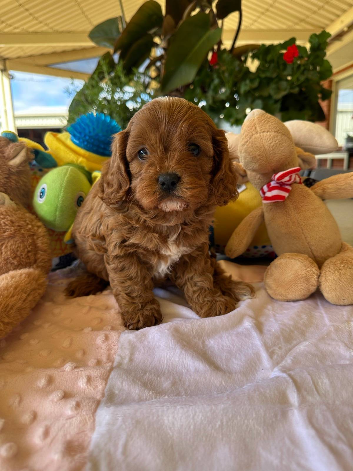 ️🐶Toy Cavoodle Puppies F1 males and females available ️🐶 | Dogs ...