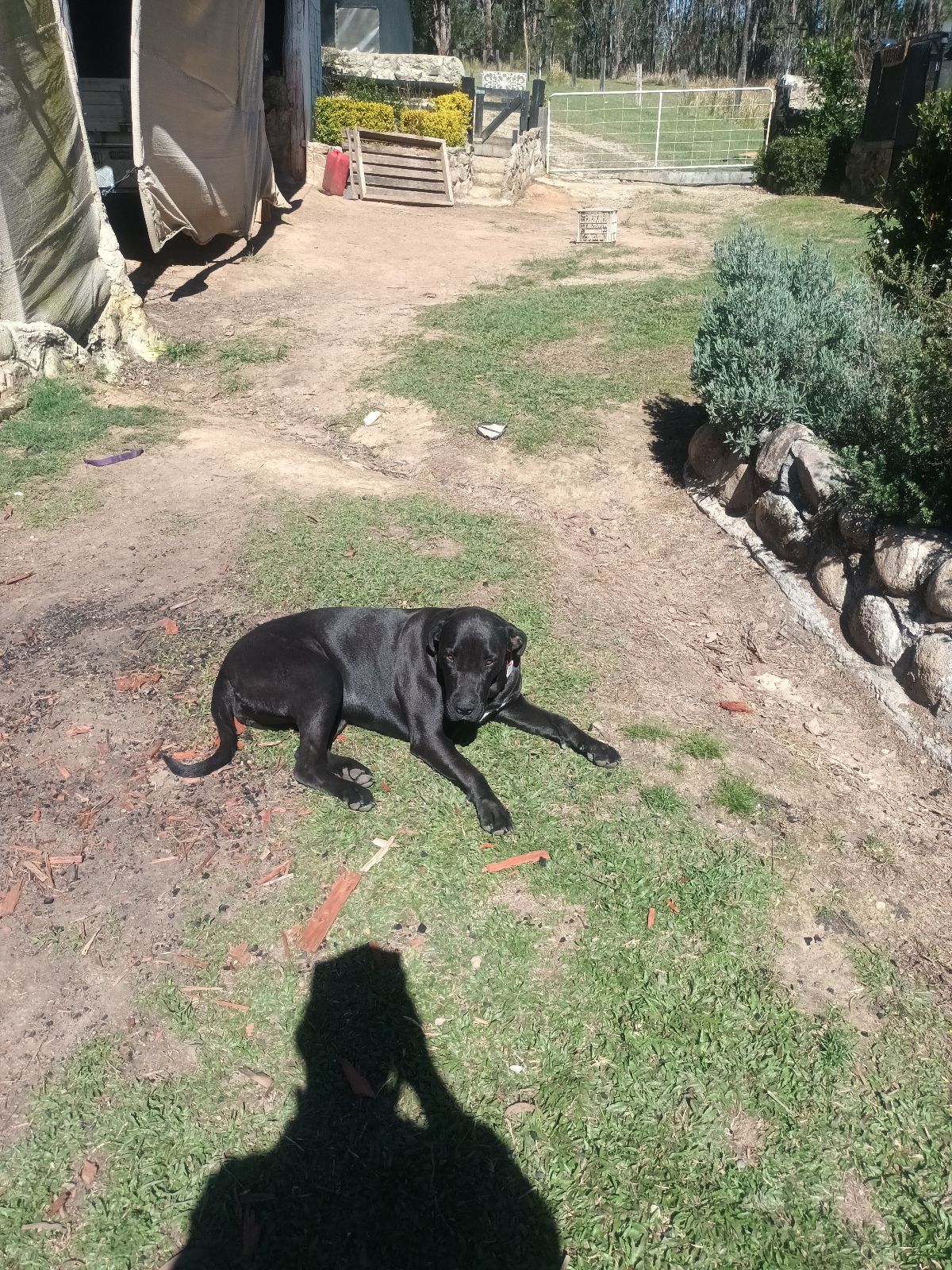 Bull mastiff x ridgeback | Dogs & Puppies | Gumtree Australia Clarence ...