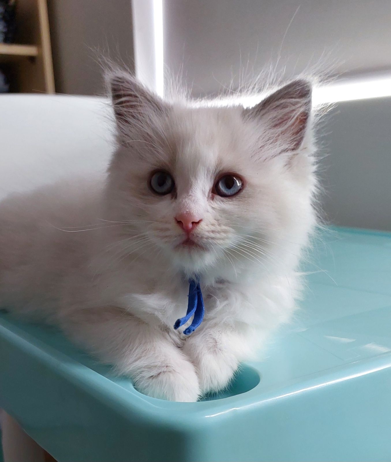 Purebred Ragdoll kittens | Cats & Kittens | Gumtree Australia Morphett ...