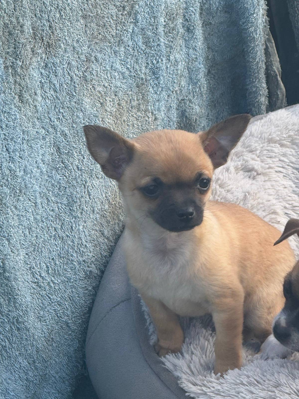 Pure chihuahua puppies