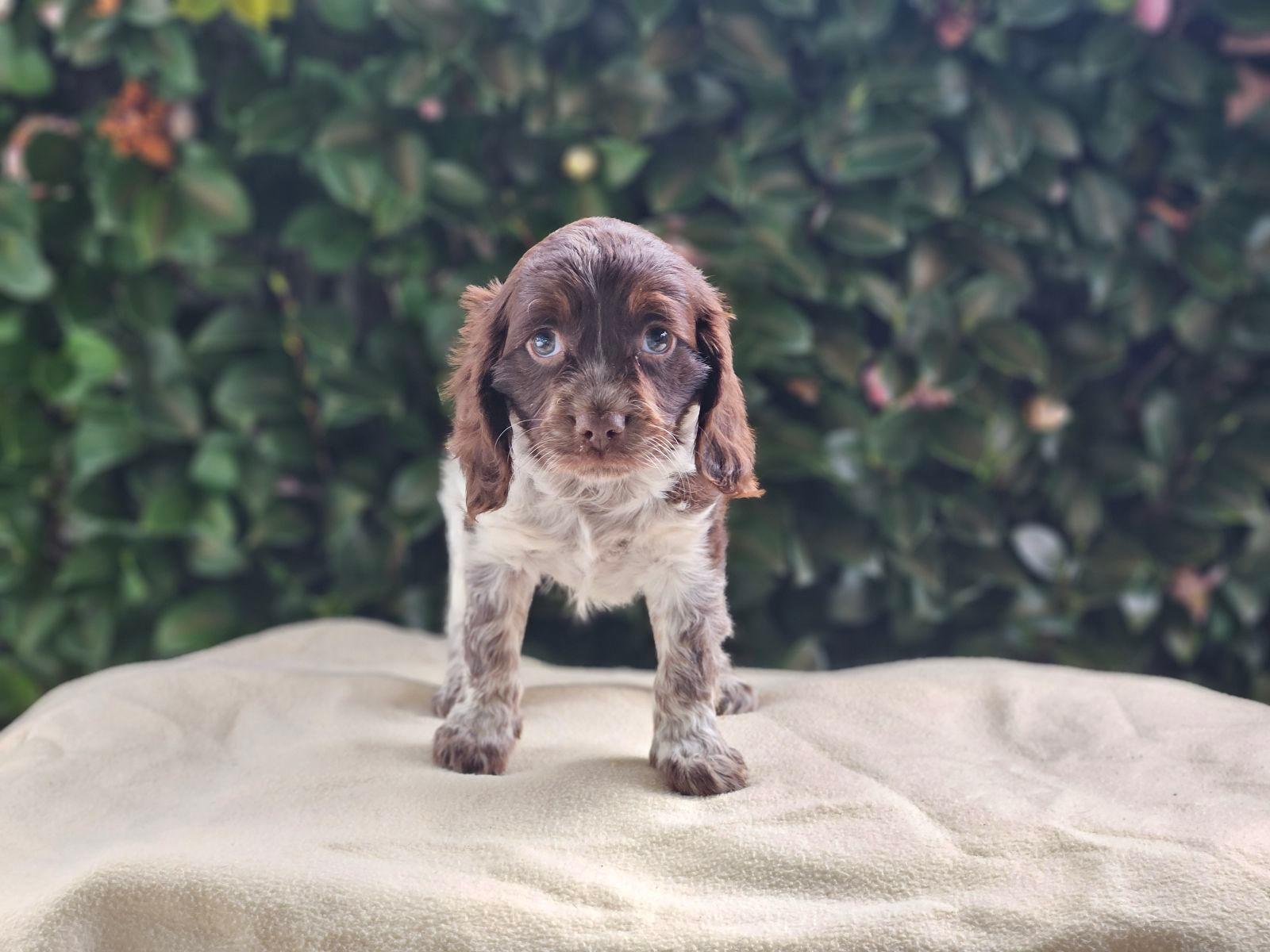 Cavalier x cocker spaniel puppy | Dogs & Puppies | Gumtree Australia ...