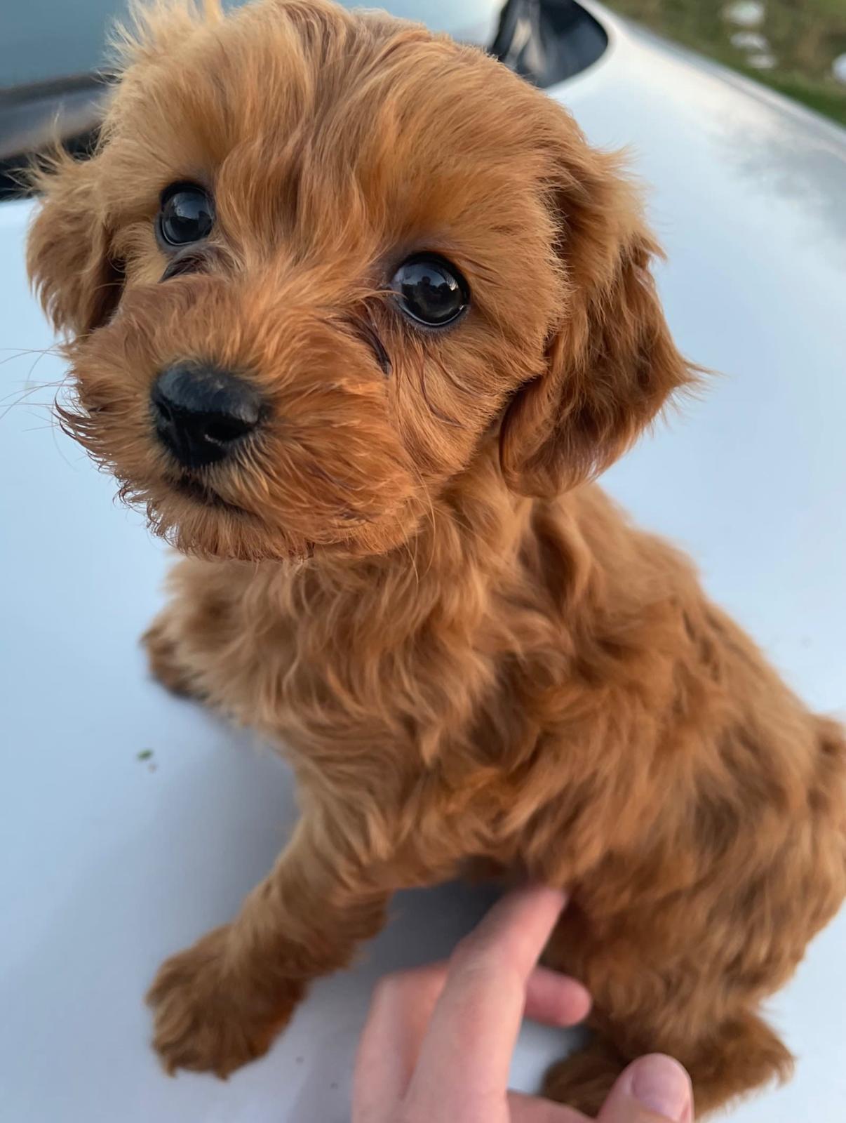 Beautiful Cavoodle puppies, very cute!!! | Dogs & Puppies | Gumtree ...