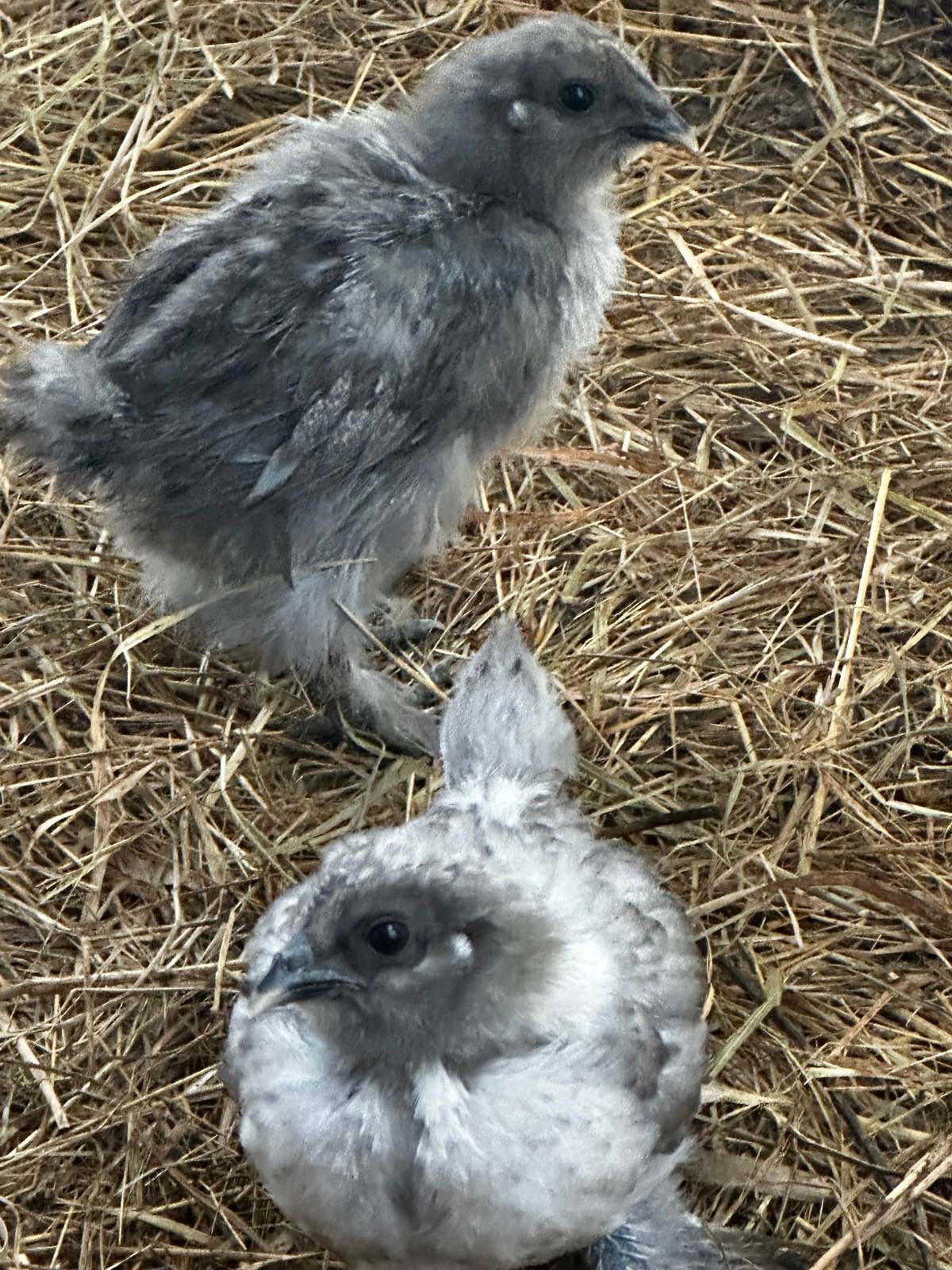 Silkie x Araucana chicks | Livestock | Gumtree Australia Yarra Ranges ...