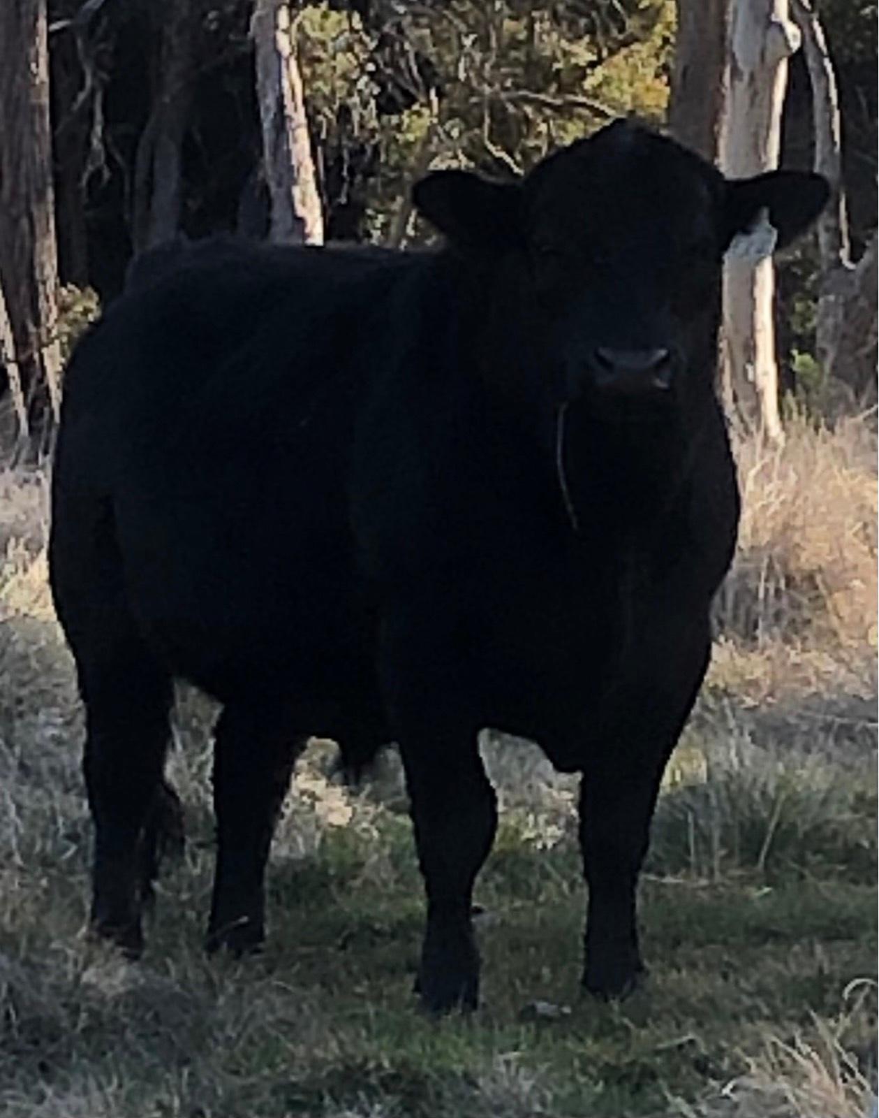 Angus Stud Bulls