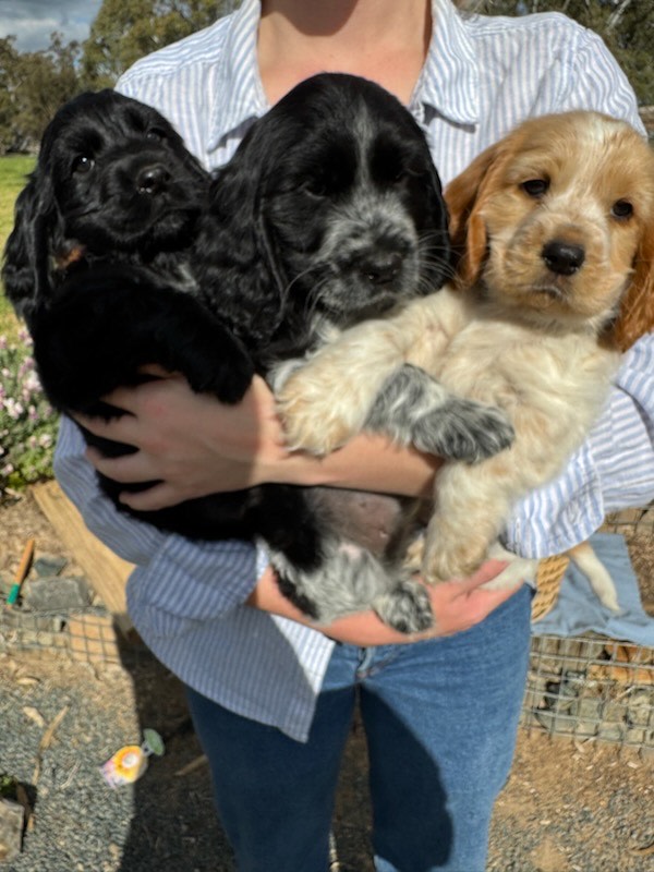 Purebred Cocker Spaniel Puppies | Dogs & Puppies | Gumtree Australia ...