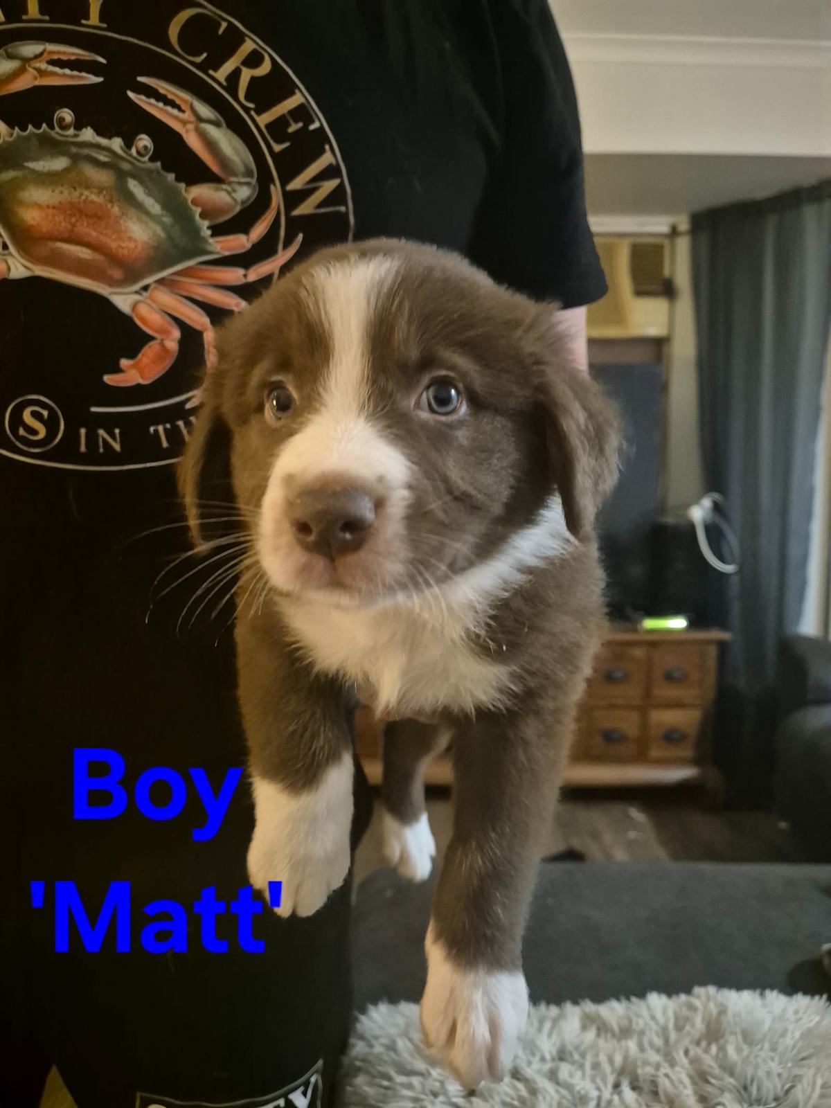 Boarder Collie Puppies | Dogs & Puppies | Gumtree Australia Caboolture ...