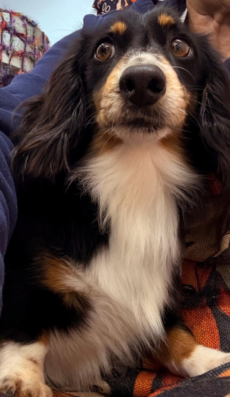 Miniature long haired tri colour daschund | Dogs & Puppies | Gumtree ...