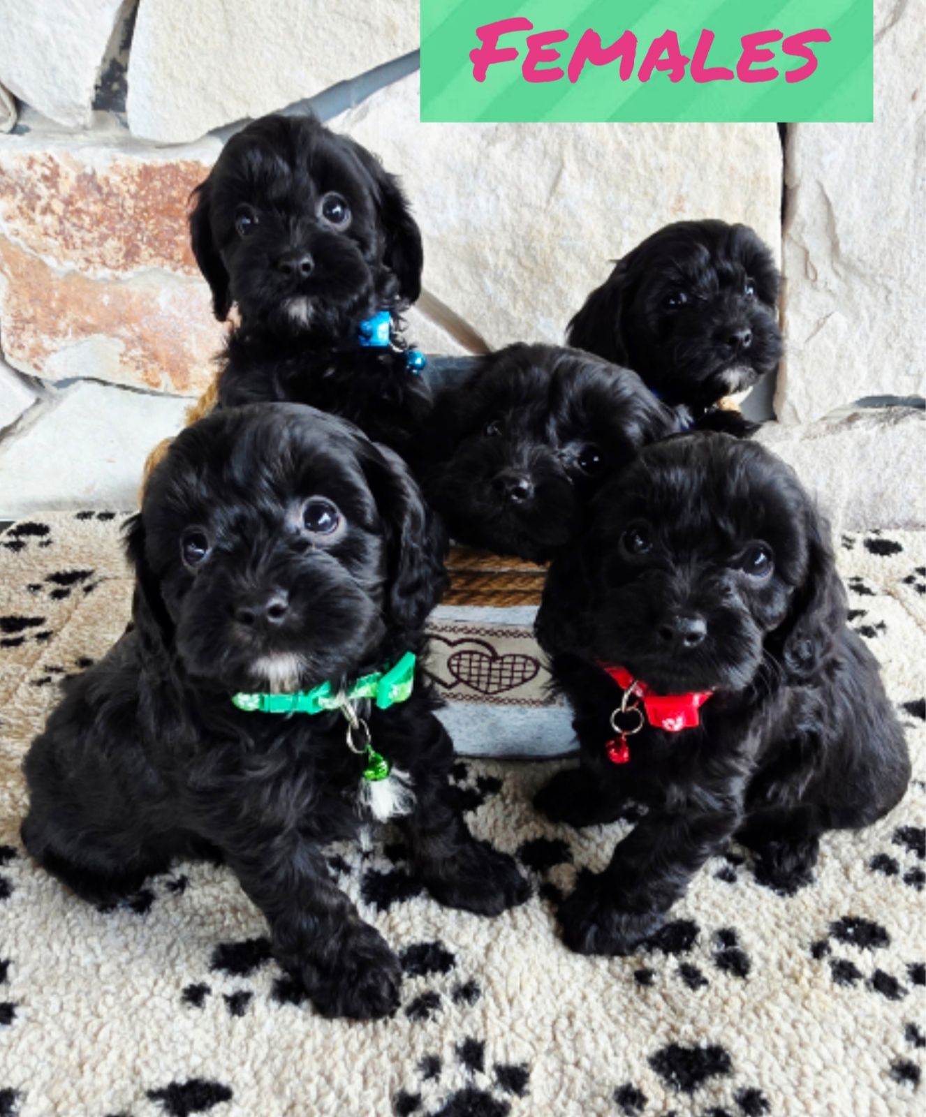 Toy Cavoodle F1 Puppies | Dogs & Puppies | Gumtree Australia Penrith ...